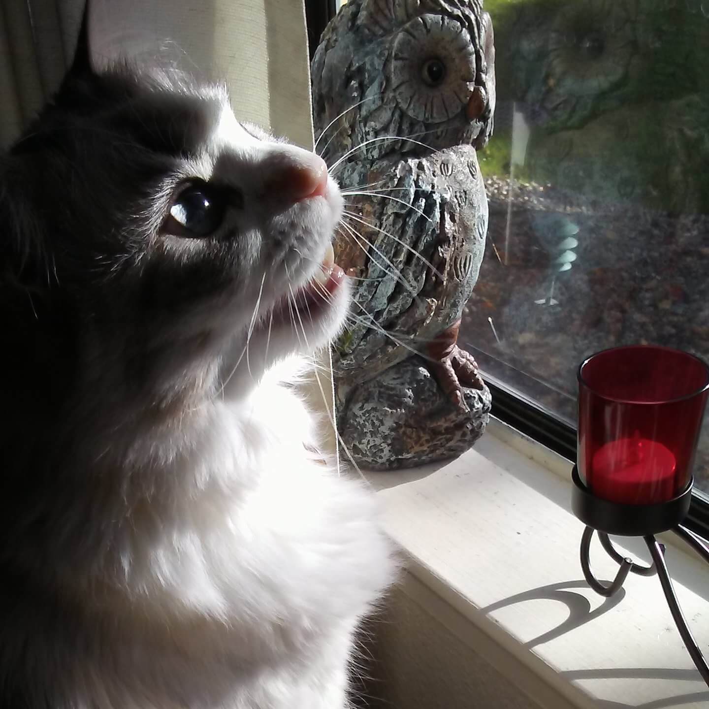 A Lambkin For All Seasons - Lambkin the Cat