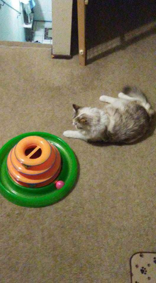 Cat Tower Toys - Lambkin the Cat