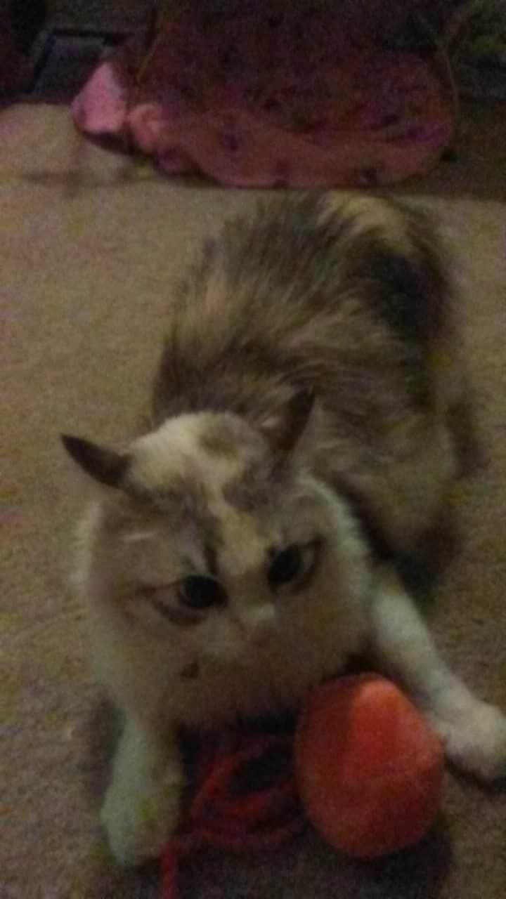 Octopus Toy - Lambkin the Cat