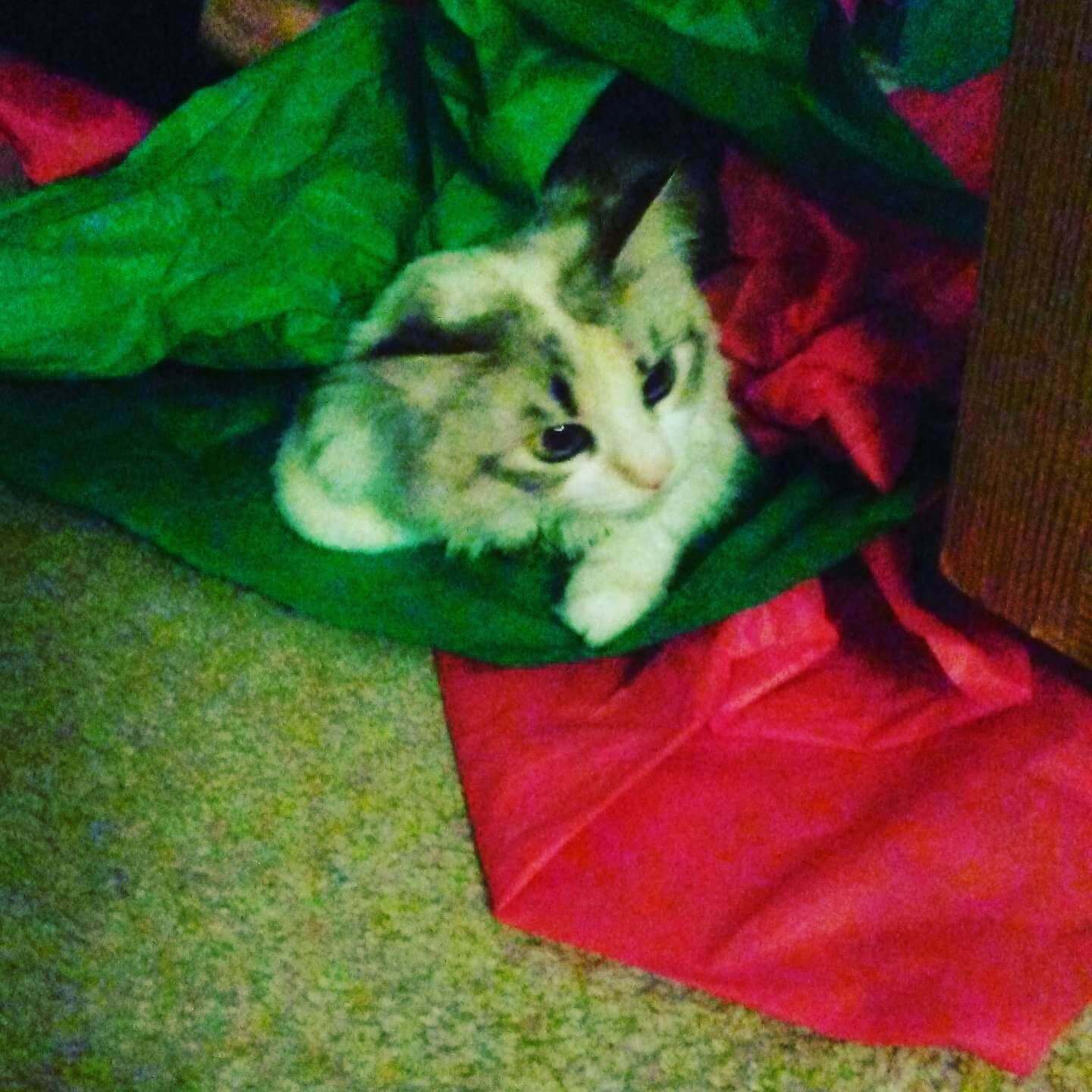 A Lambkin For All Seasons - Lambkin the Cat