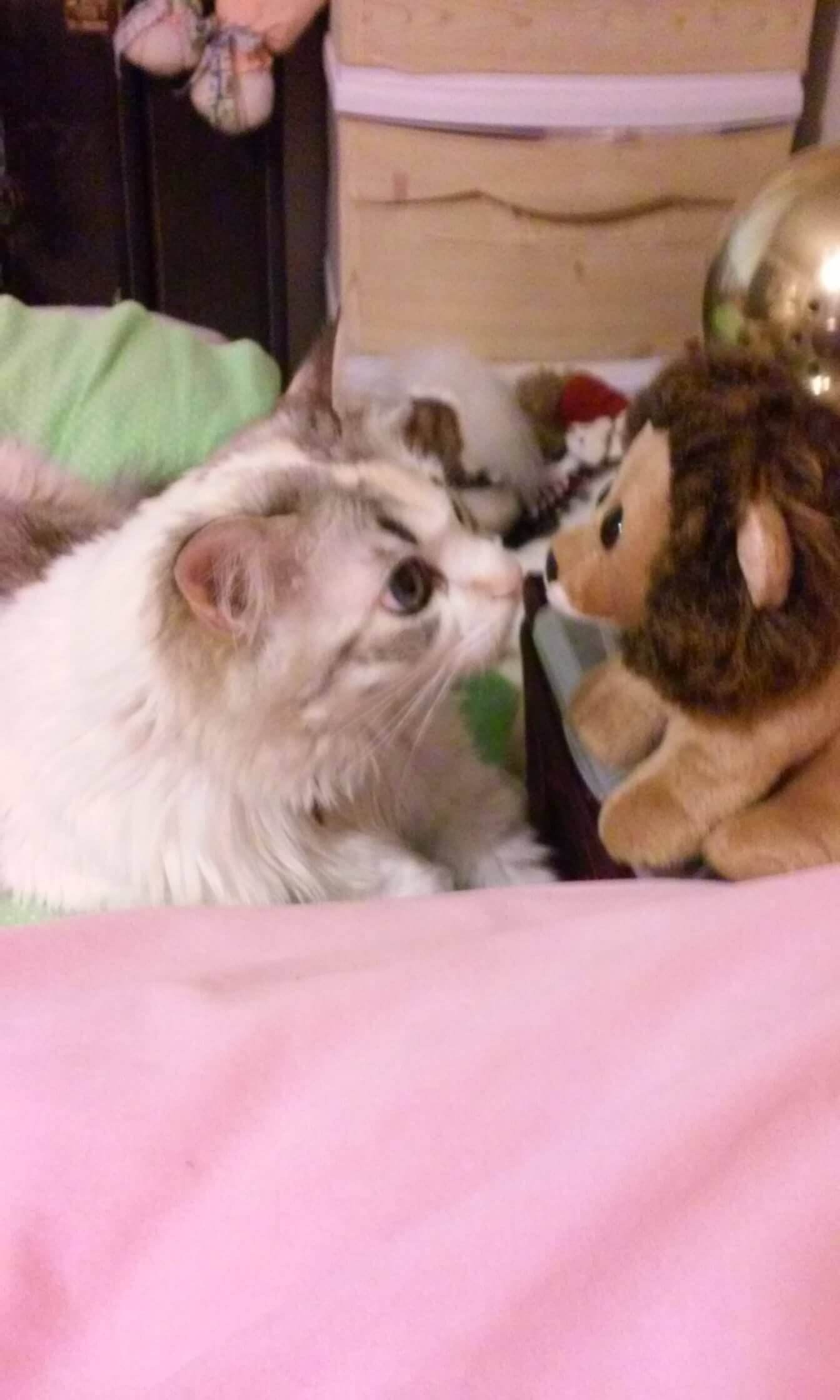 Lambkin & Her Buddies - Lambkin the Cat