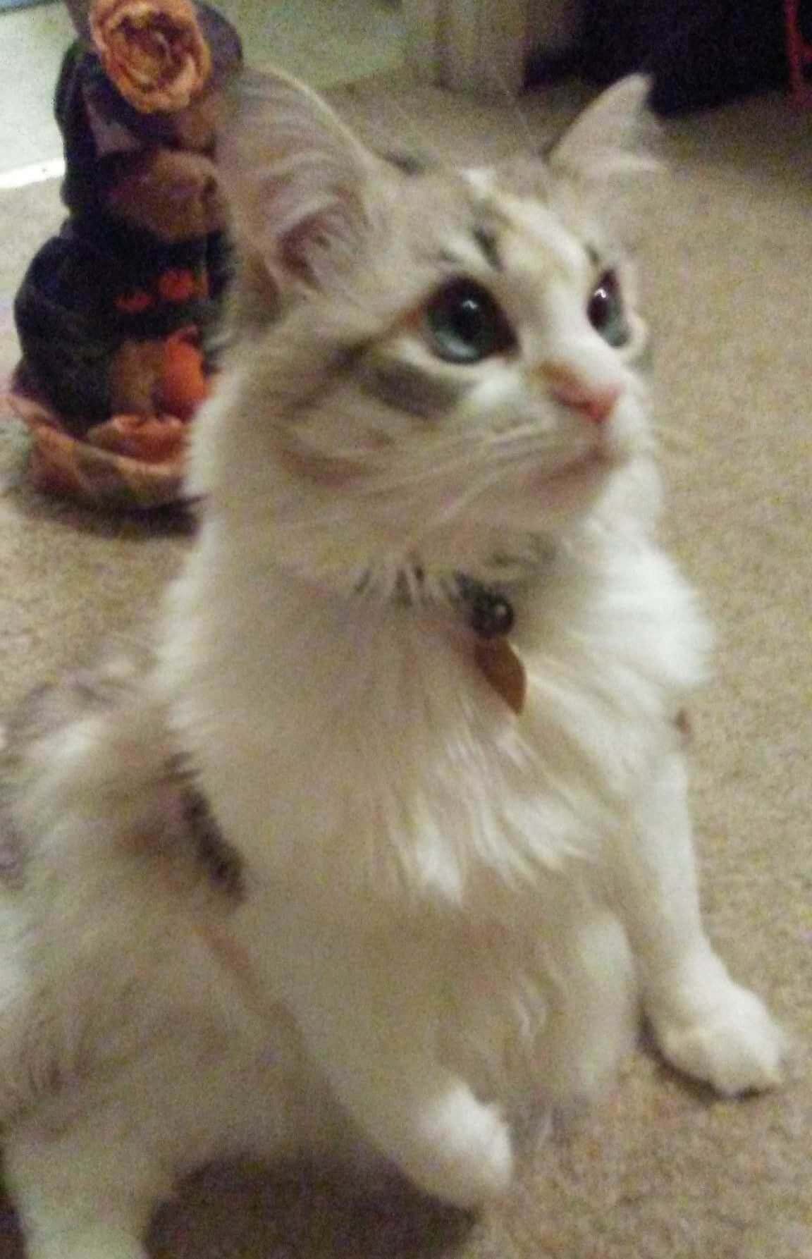 Lambkin & Her Buddies - Lambkin the Cat