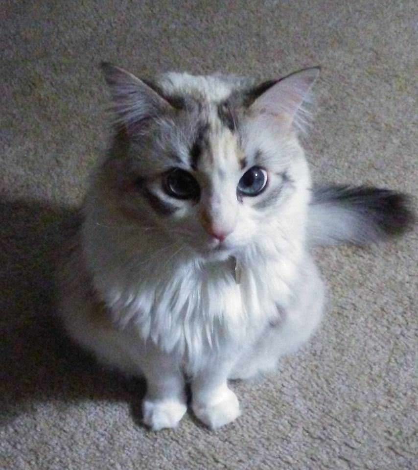 Lambkin In The Light - Lambkin the Cat