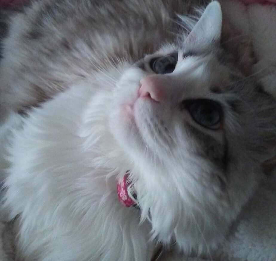 Urine Stains and Odor - Lambkin the Cat